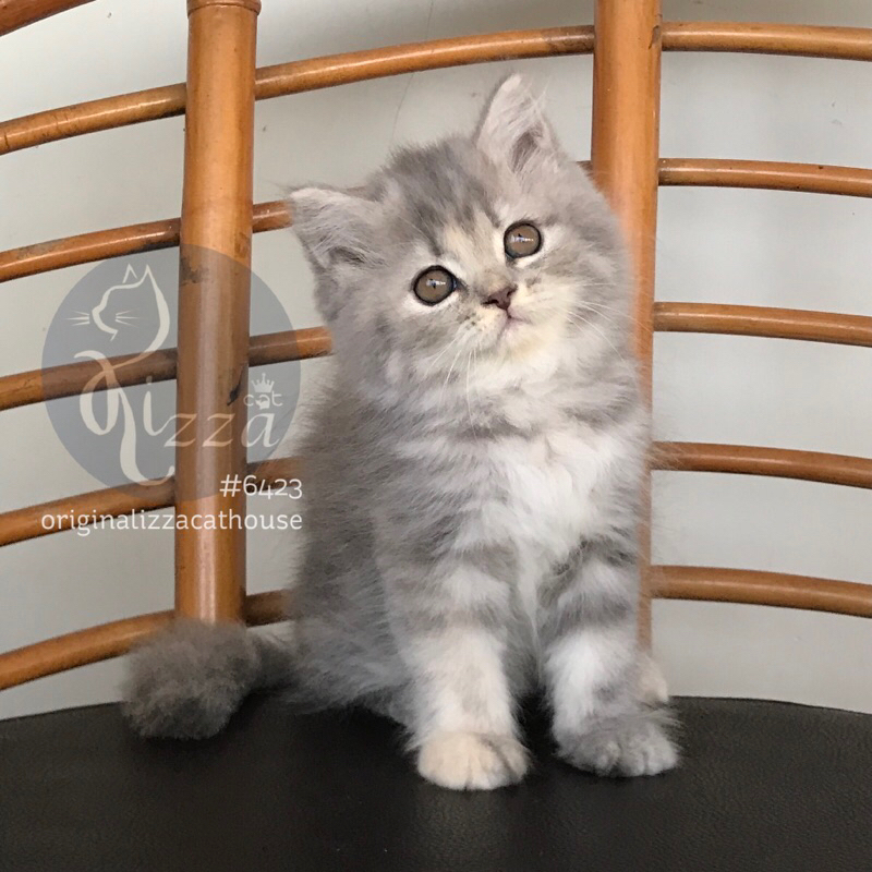 Jual Kucing BSH Terlengkap & Harga Terbaru Juni 2026 | Shopee Indonesia