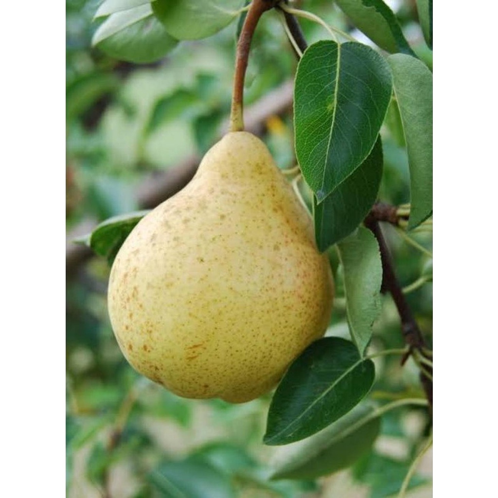 Jual Tanaman Pir Holland Berbuah | Shopee Indonesia