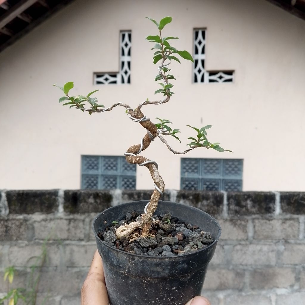 Jual Bonsai minion sakura mikro sesuai foto | Shopee Indonesia