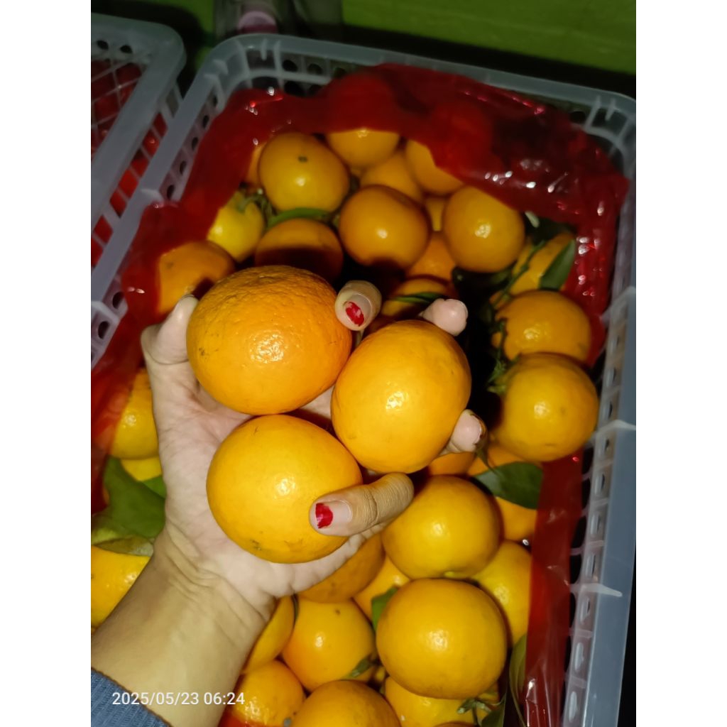 Jual Jeruk Baby Wogan | Shopee Indonesia