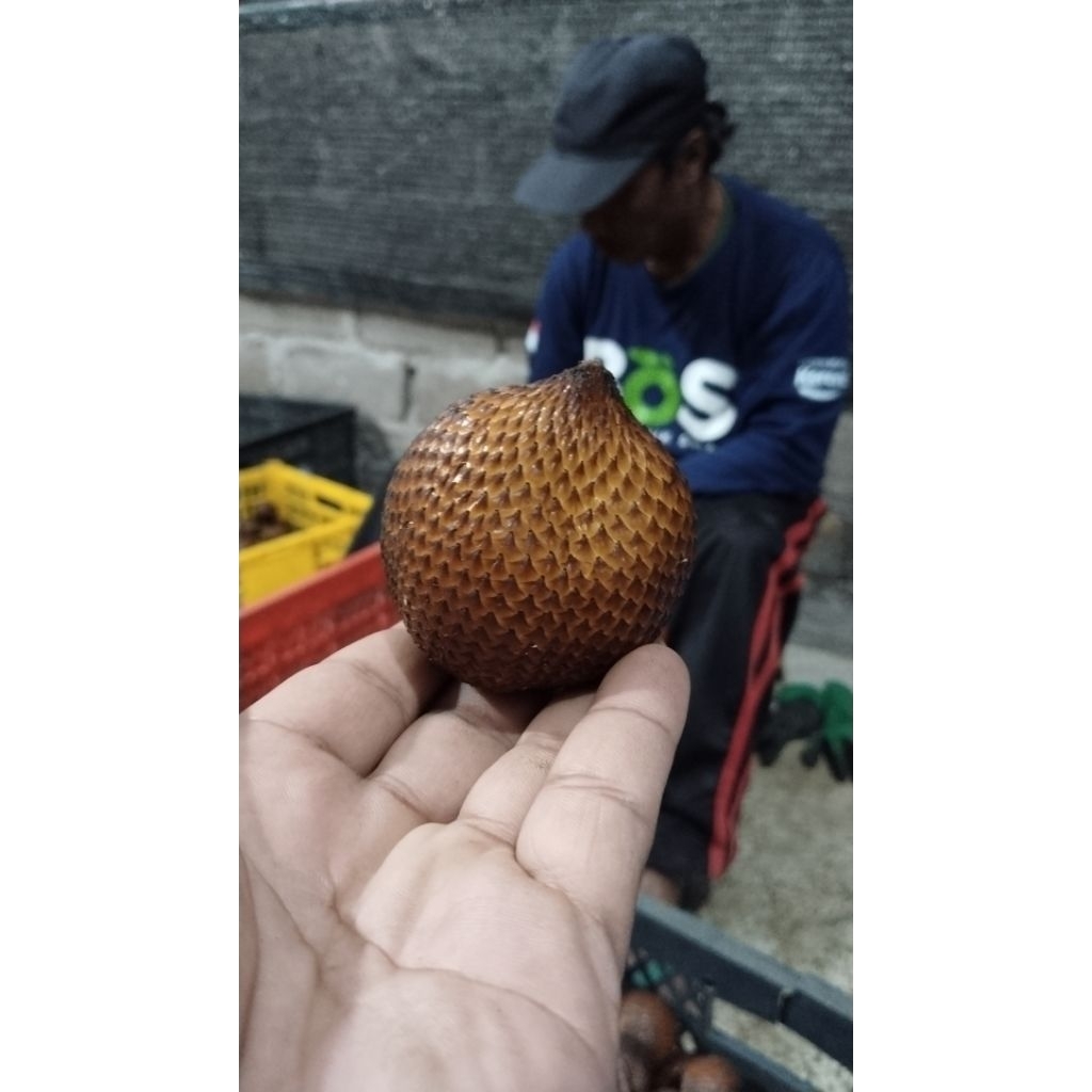 Jual salak gula pasir bali | Shopee Indonesia