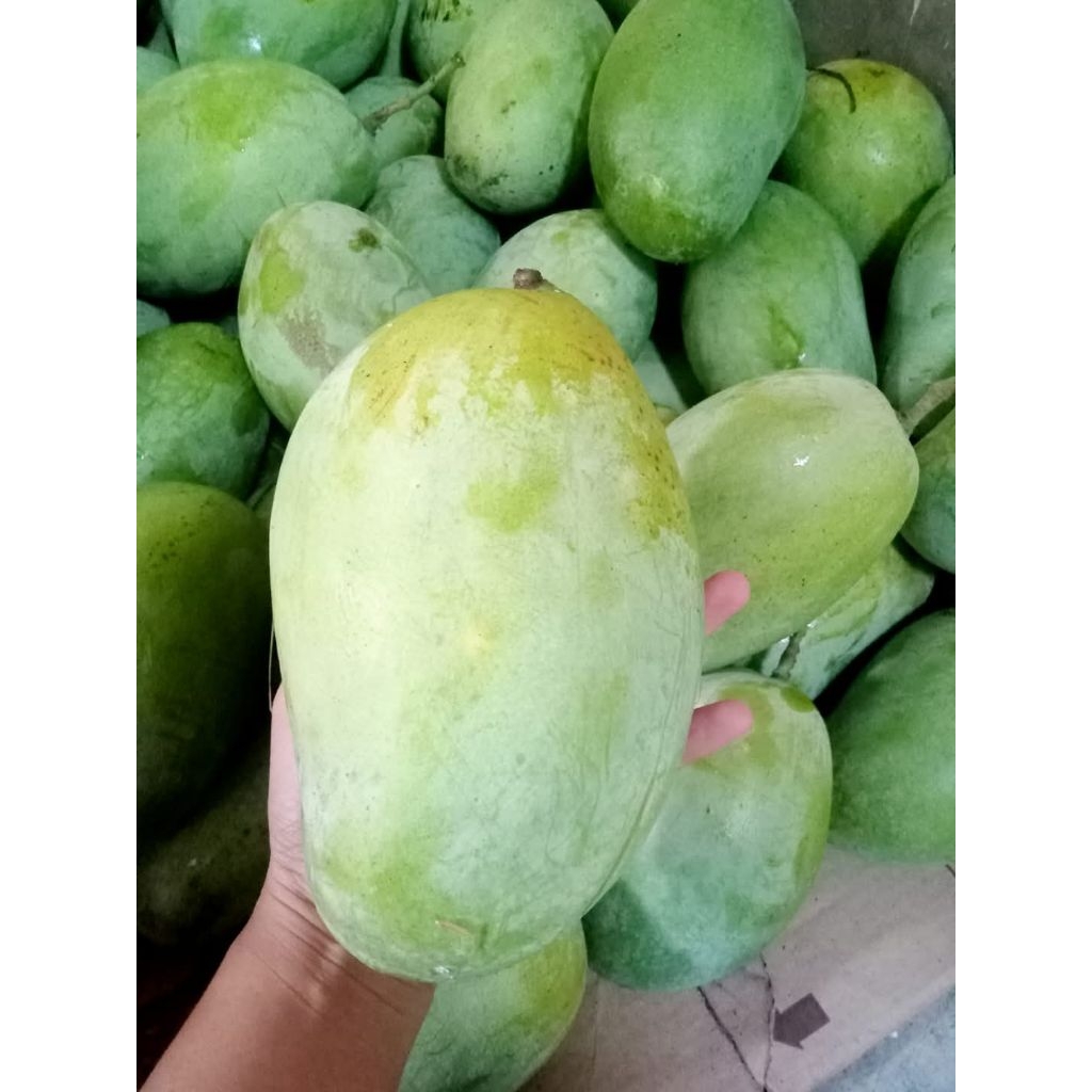 Jual Mangga Budi raja/mangga gajah 1 kg | Shopee Indonesia