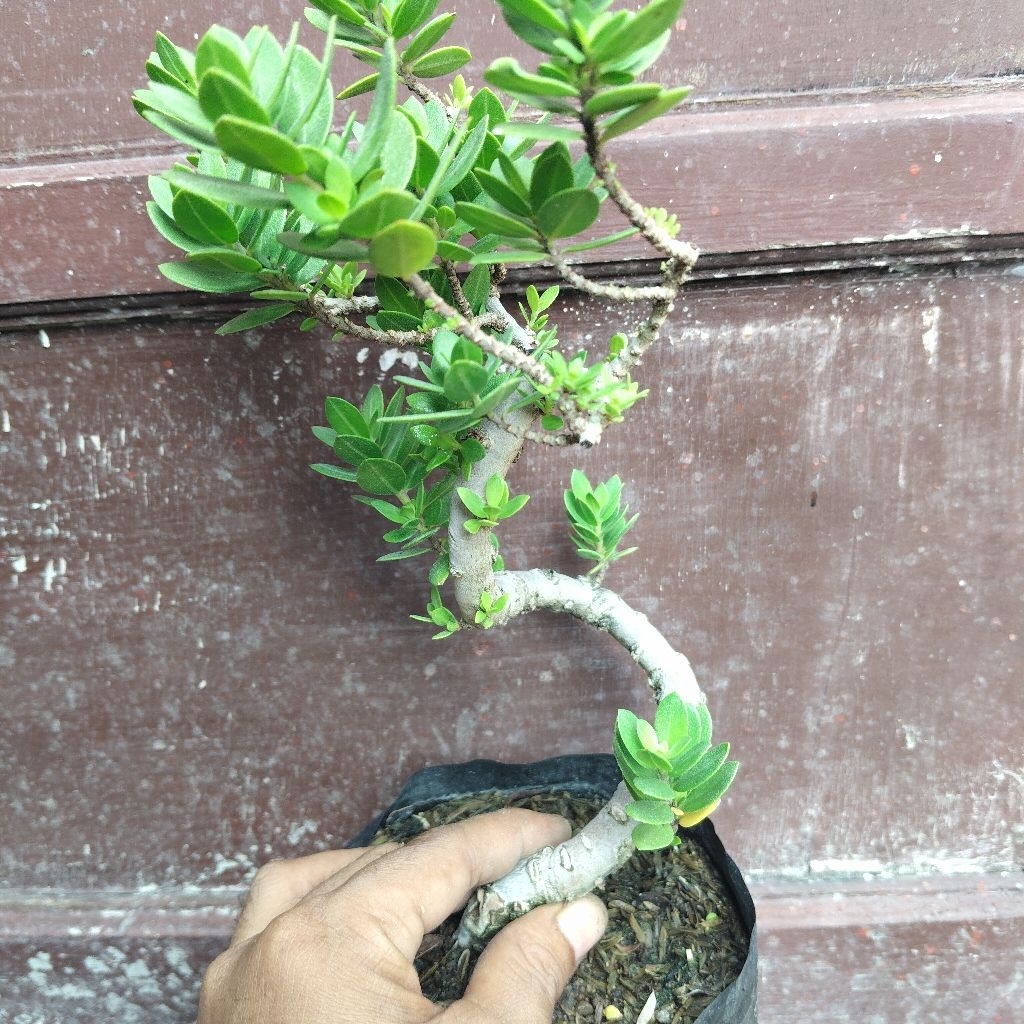 Jual (sesuai gambar) santigi karang hybrid | Shopee Indonesia