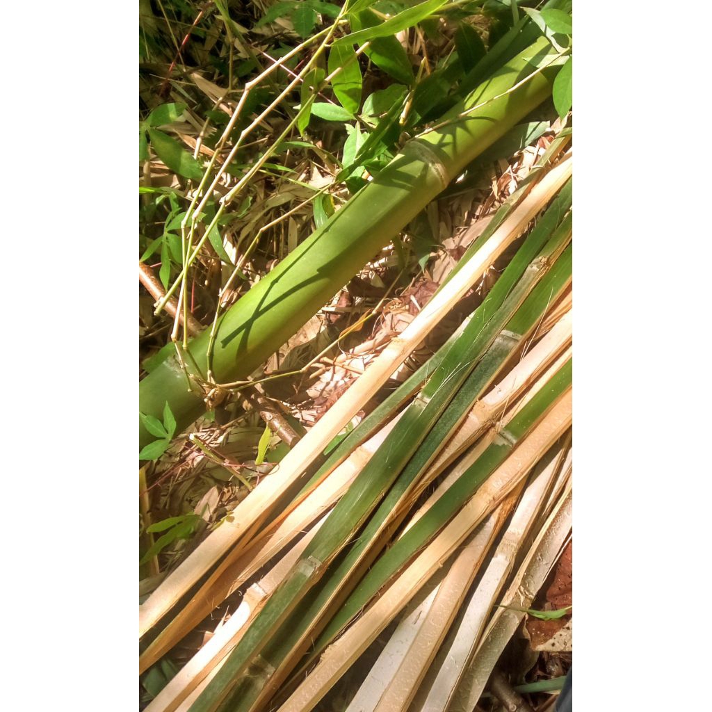 Jual bambu bilah/bambu belah Ajir tanaman 10 batang panjang 60 cm lebar ...