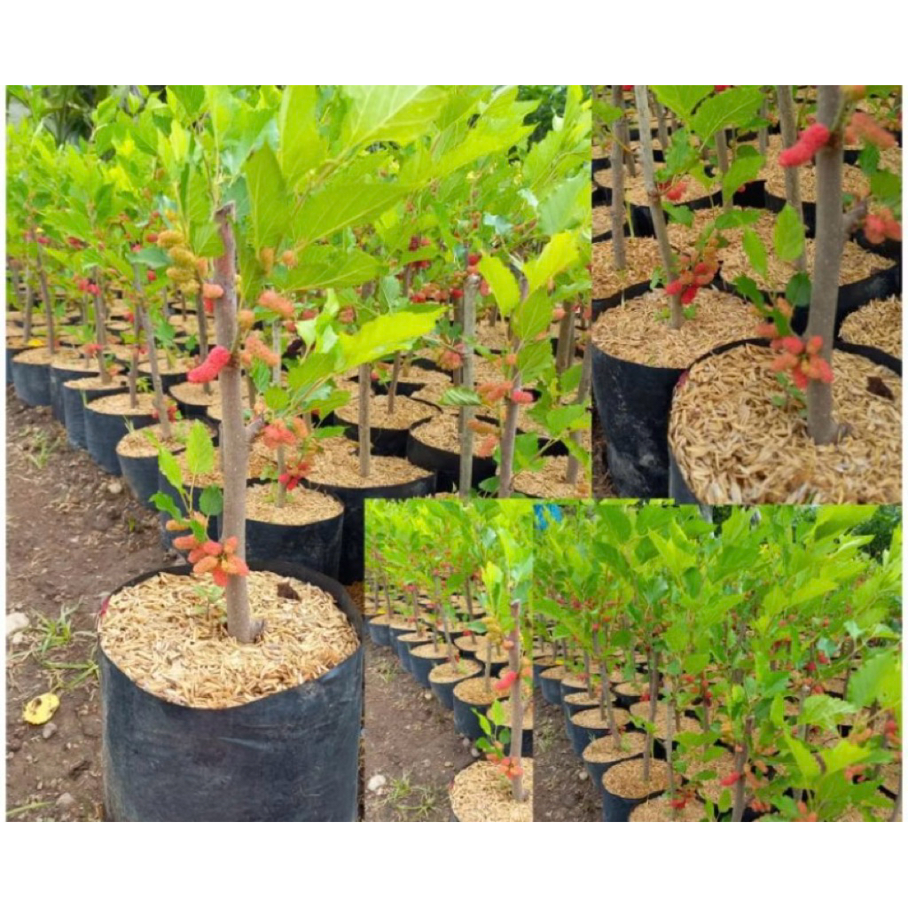 Jual bibit buah murbey sudah ada buahnya | Shopee Indonesia