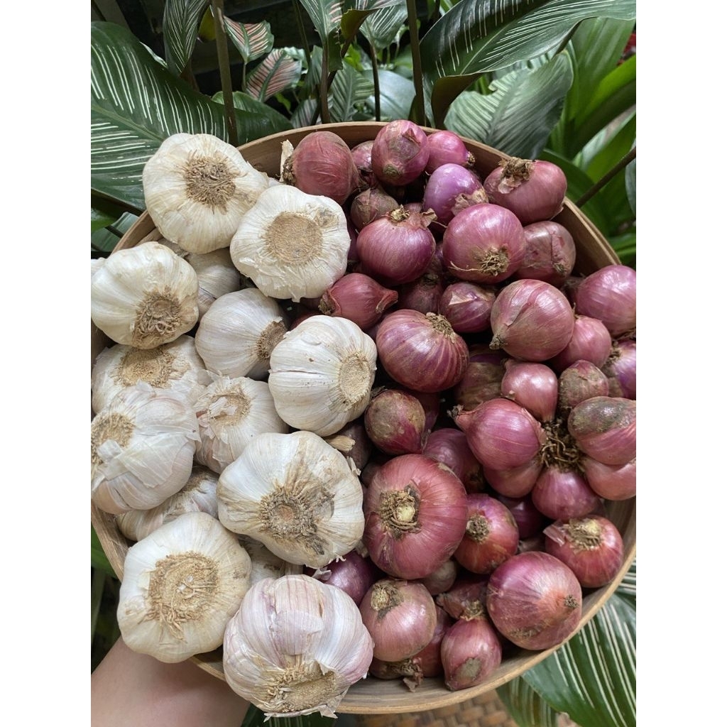 Jual paket bamer batu karet ½kg + baput sinco½kg(BF) | Shopee Indonesia