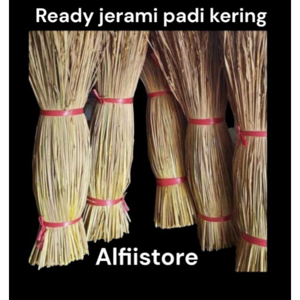 Jual jerami padi kering 1kg khusus instan | Shopee Indonesia