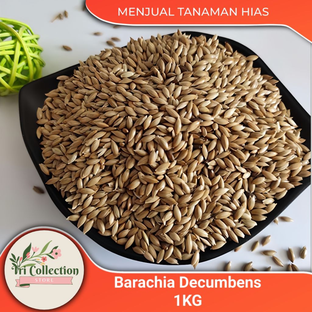 Jual SIGNAL GRASS - Rumput Signal Grass - biji benih rumput signal ...