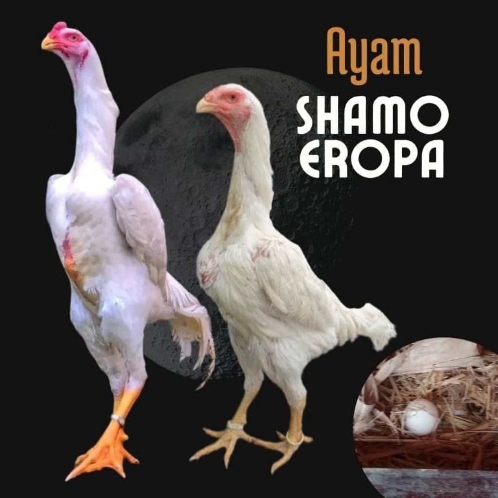 Jual Telur Ayam Shamo Eropa Fertil siap untuk ditetaskan | Shopee Indonesia