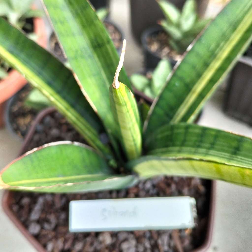 Jual Sansevieria srikandi varigata (new hybrid) | Shopee Indonesia