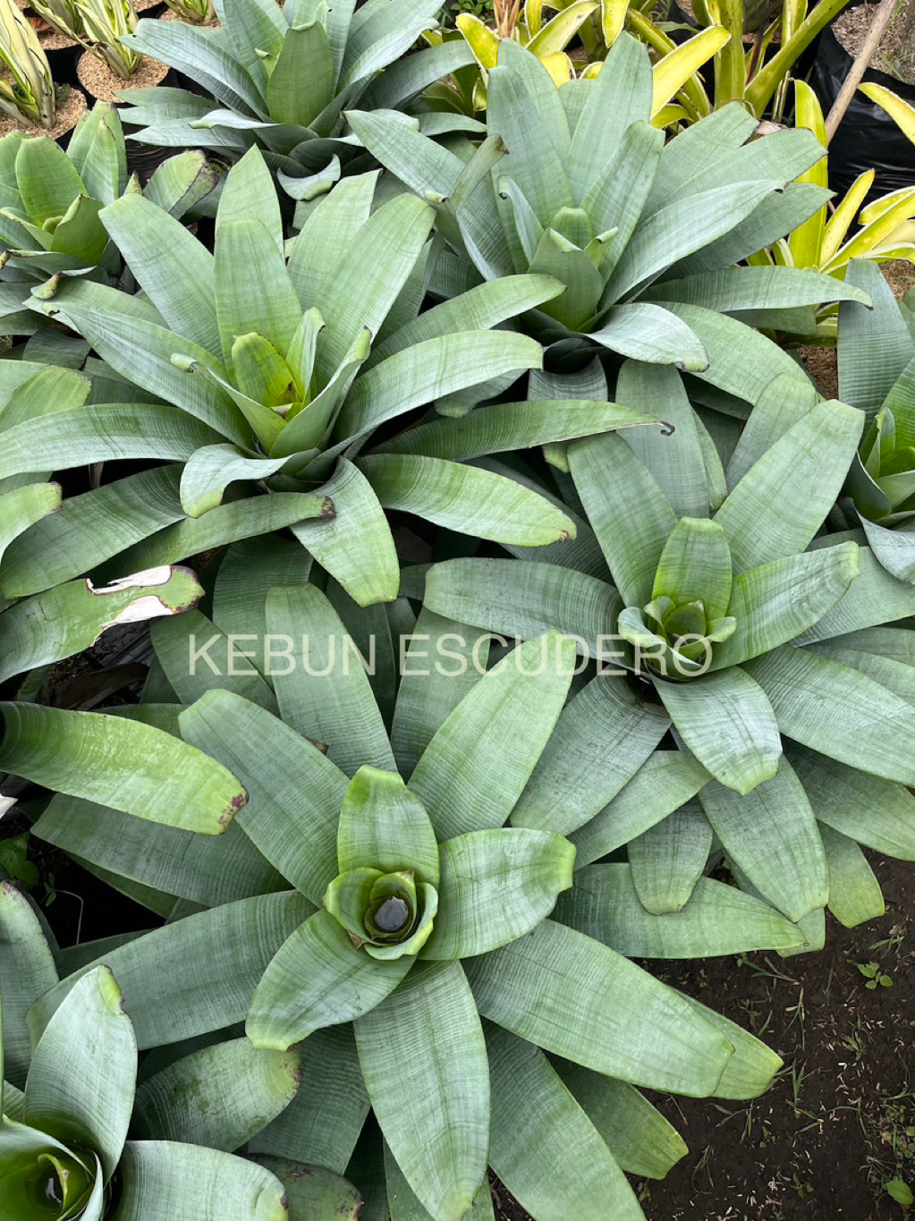 Jual Bromelia Giant Silver Jumbo - Tanaman Hias Bromelia Giant Silver ...