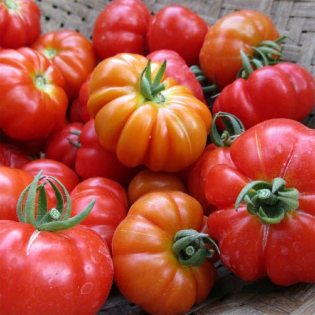 Jual Tanaman Tomat Mawar (Bisa Dimakan) / Rose Tomato Plant / Star ...
