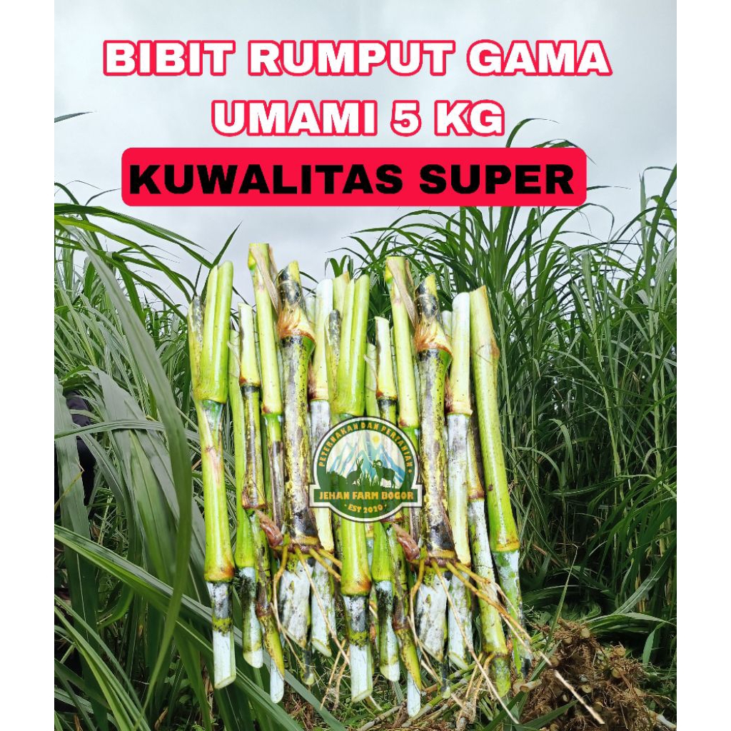 Jual Bibit Gama Umami super 5 kg pakan ternak | Shopee Indonesia