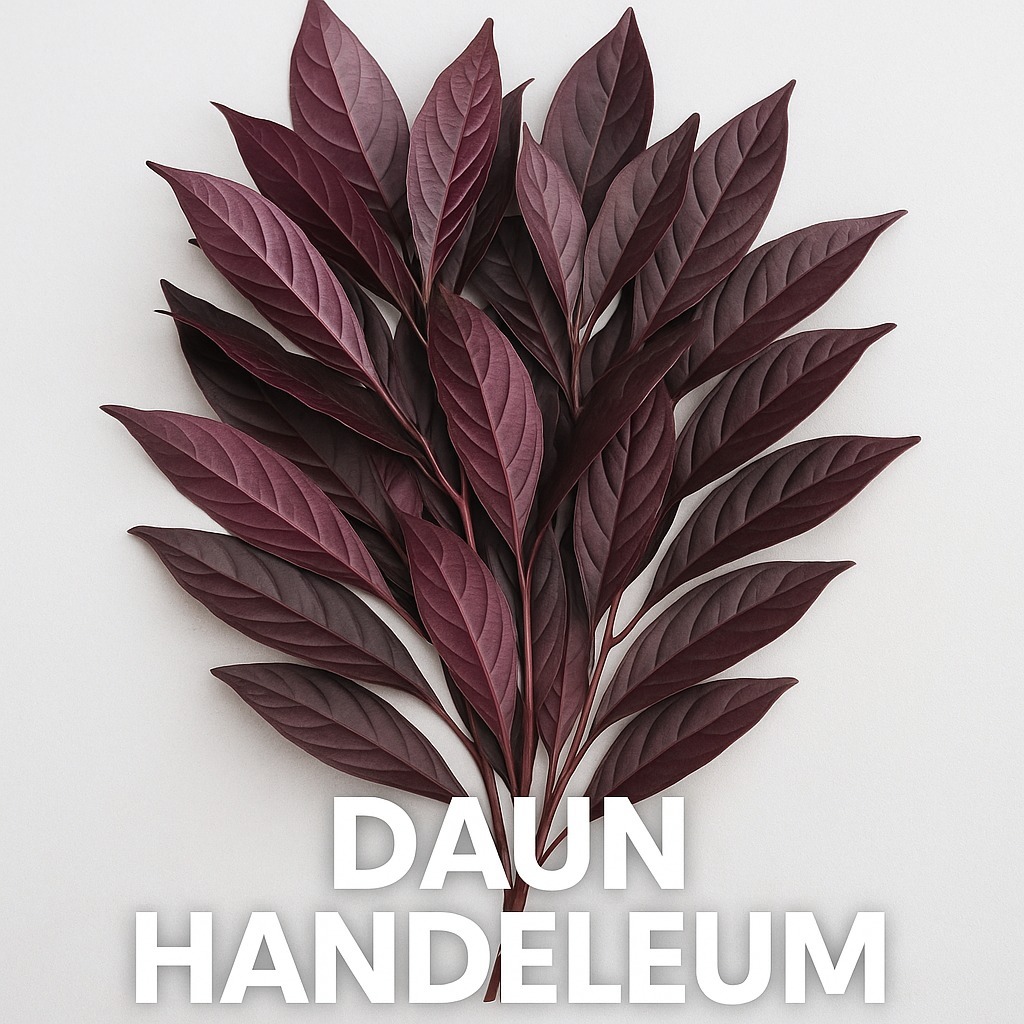 Jual daun ungu - daun handeuleum - daun handeleum - daun wungu obat ...