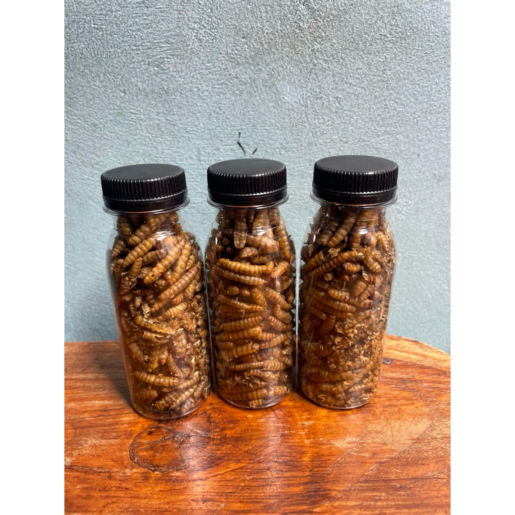 Jual Maggot kemasan botol 100ML pakan channa dll | Shopee Indonesia