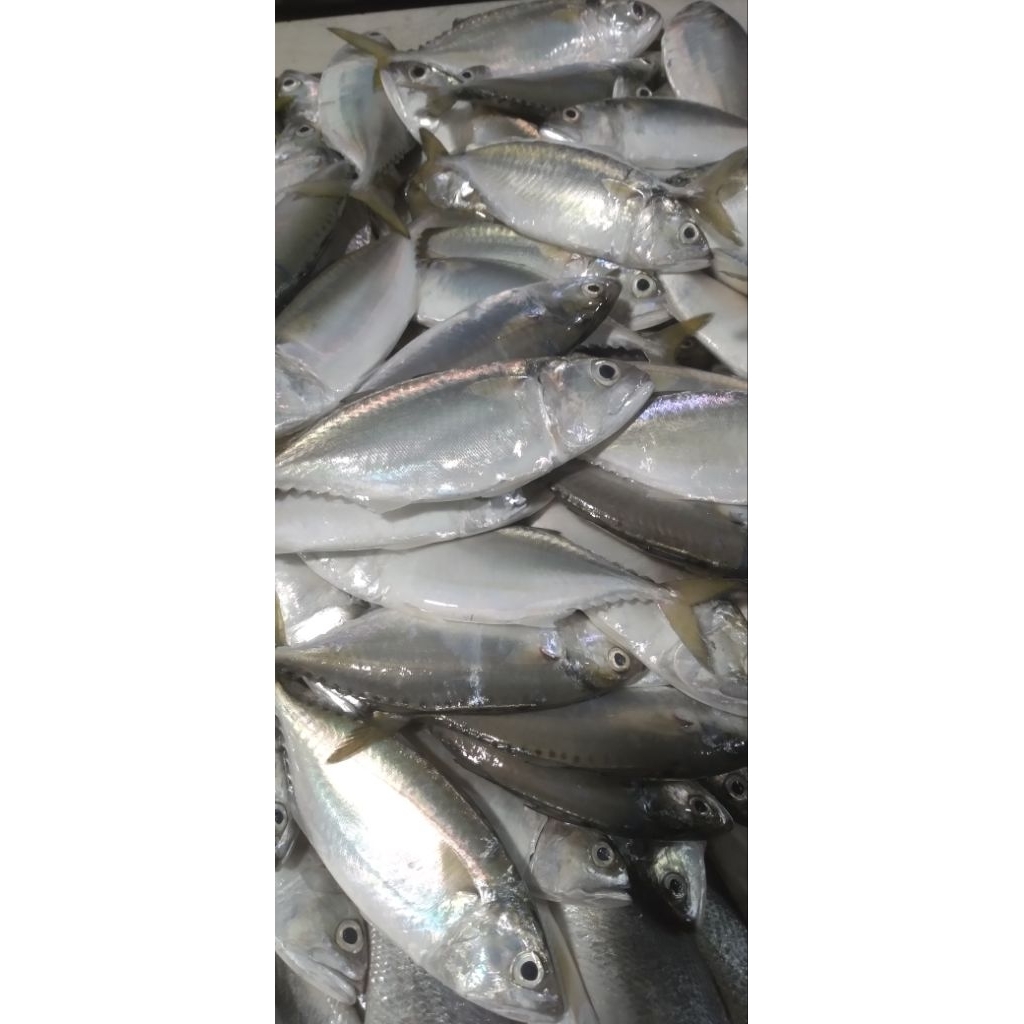 Jual Ikan Kembung fresh | Shopee Indonesia