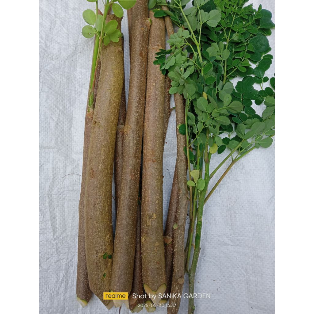 Jual STEK POHON KELOR PER 3 BATANG | Shopee Indonesia