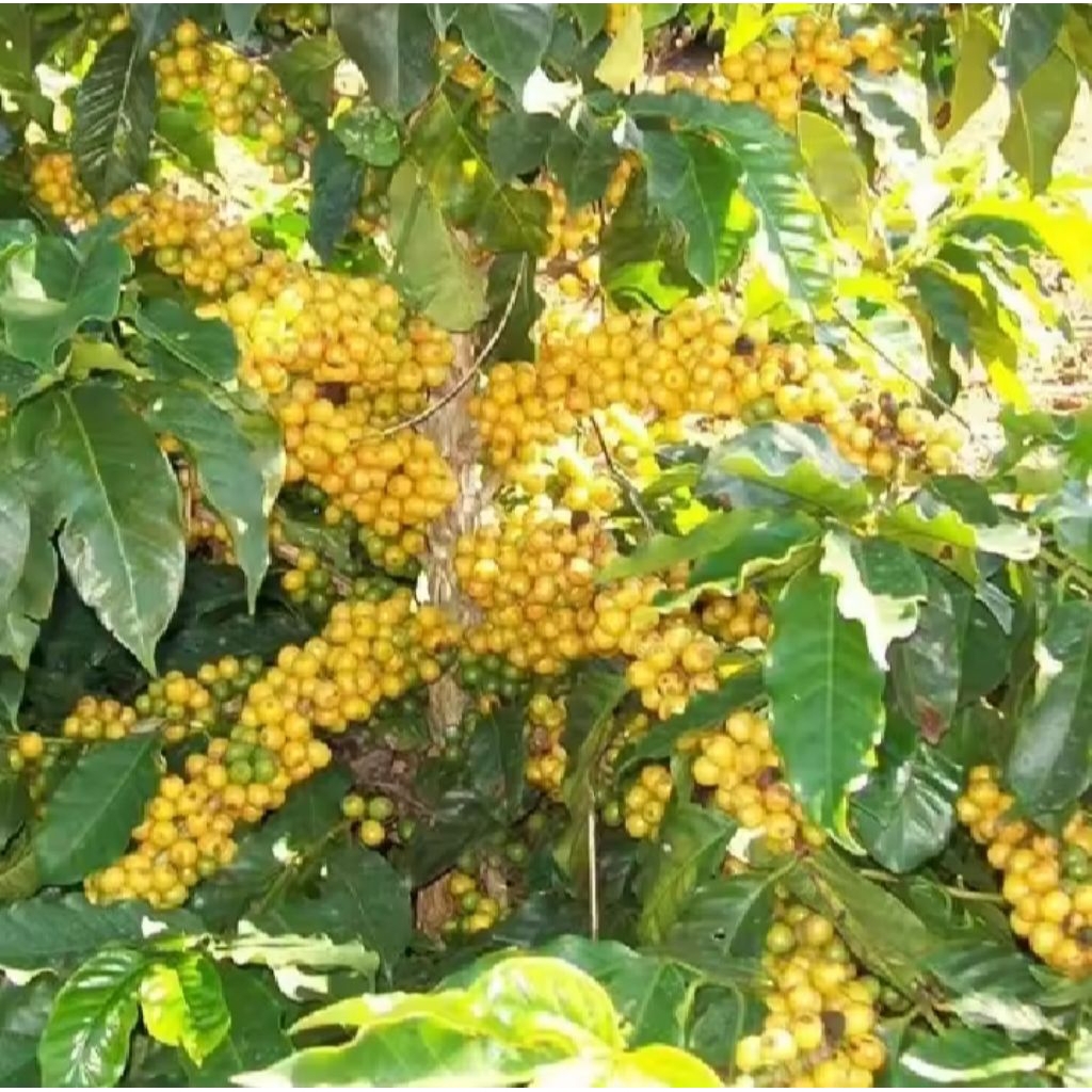 Jual BIBIT KOPI ARABICA BIJI KUNING PER 10 POHON | Shopee Indonesia