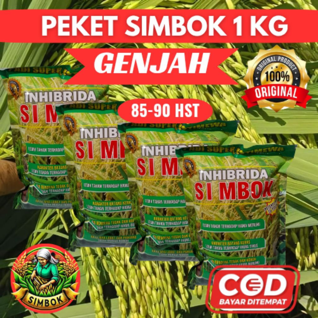 Jual ( 1 KG )PADI SIMBOK GENJAH SUPER ISTIMEWA PADI UNGGUL INDONESIA Di ...