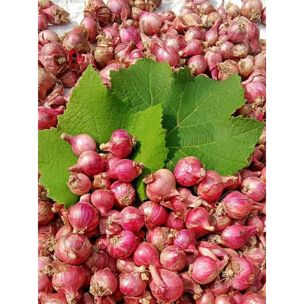 Jual Bawang Merah Bali Karet - Batu Ijo Rogolan Kering, Merah dan Pedas ...
