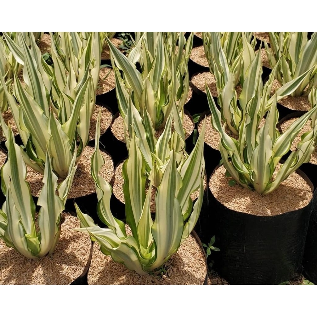Jual tanaman hias agave putih ukuran tinggi 30 50 cm | Shopee Indonesia