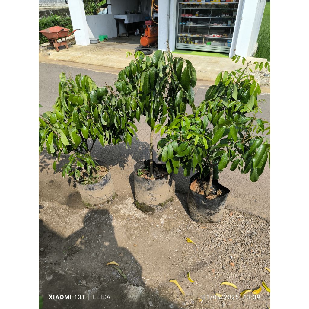 Jual bibit kelengkeng Itoh super rimbun | Shopee Indonesia