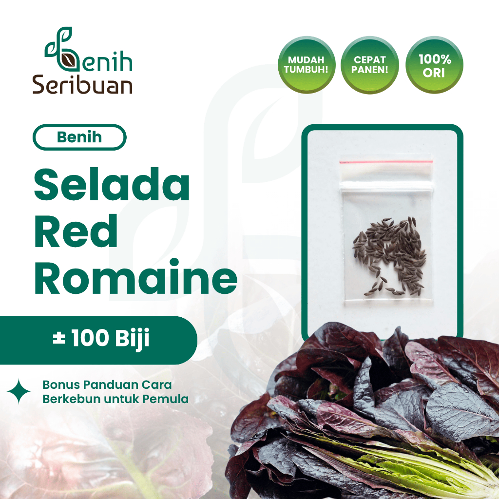 Jual 100 Benih Bibit Selada Romaine Merah Sayuran Lettuce Red Romaine Sayur Kaya Gizi Known You ...