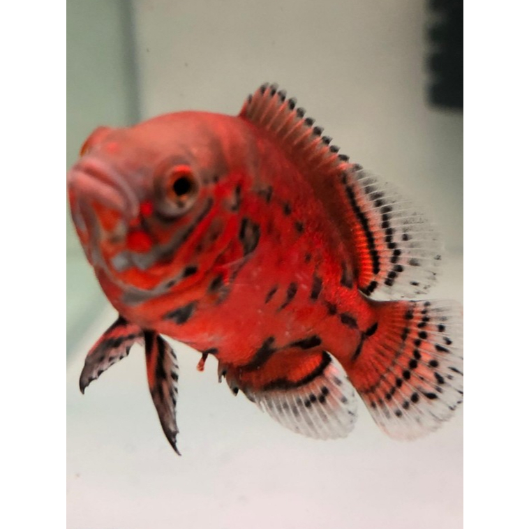 Jual oscar tiger leopard/ikan hias oscar berkualitas/Oscar Tiger albino ...