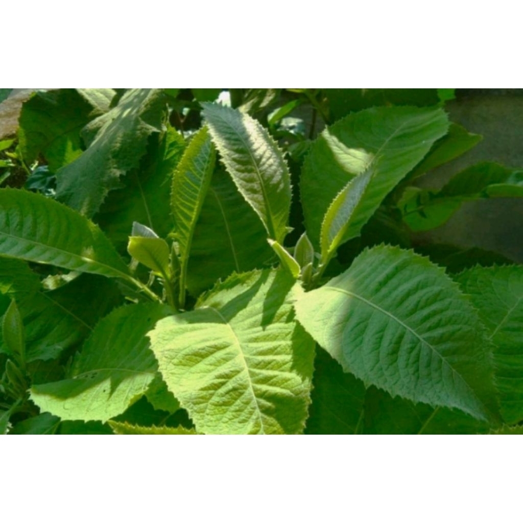 Jual daun sembung segar 100gram,daun seribu manfaat,daun herbal ...