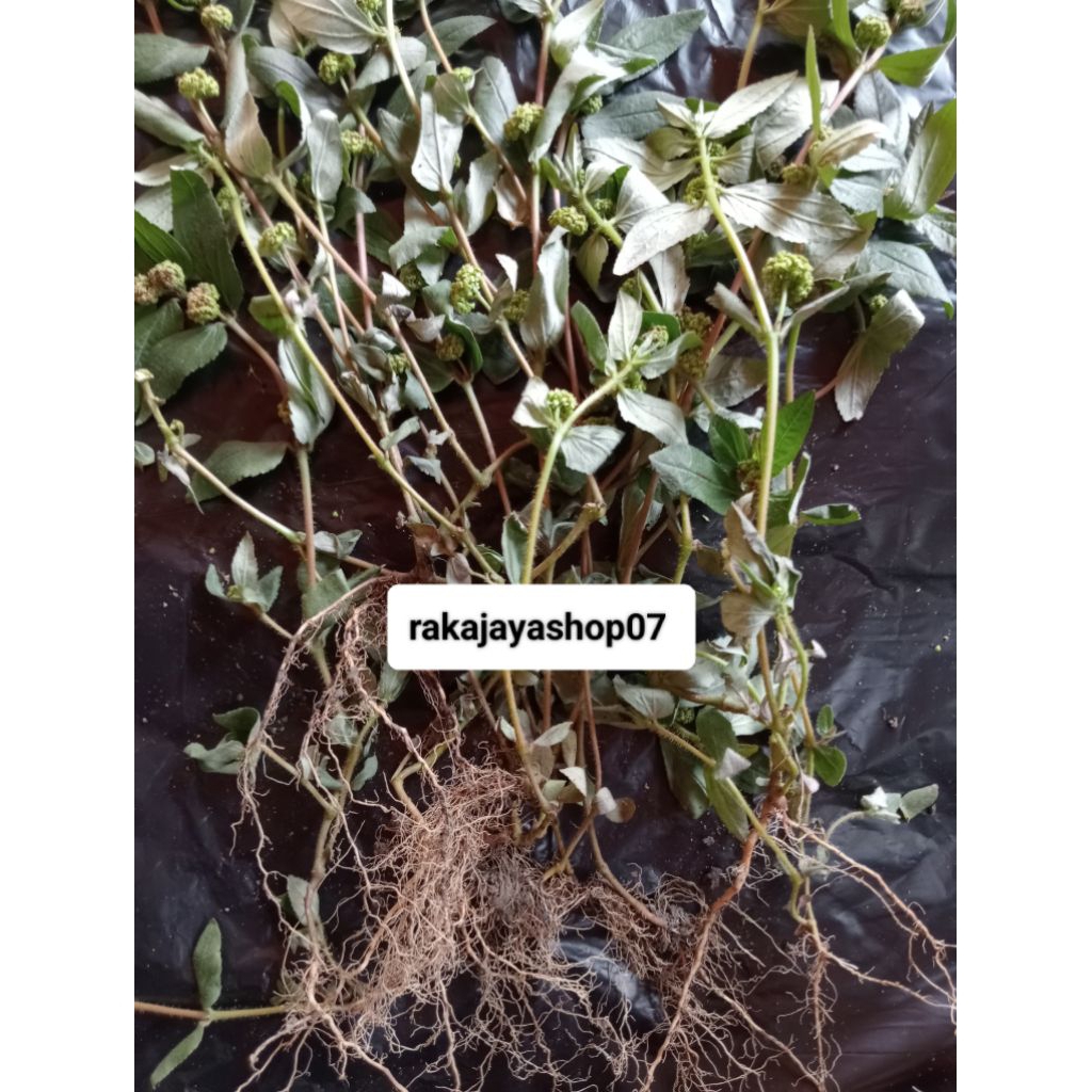 Jual Daun Patikan Kebo segar plus Akar 250 Gram | Shopee Indonesia