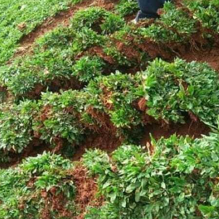 Jual Termurahhh - 100 Sobek Rumput Gajah Mini Hijau Siap Tanam | Shopee ...