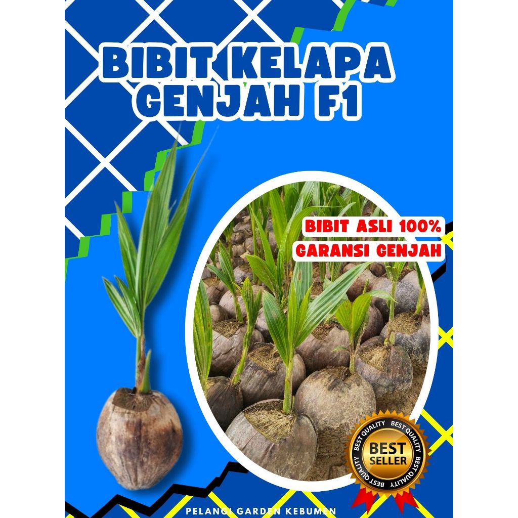 Jual PALING MURAH !! Bibit Buah Kelapa Genjah Entok Kabupaten Kebumen ...