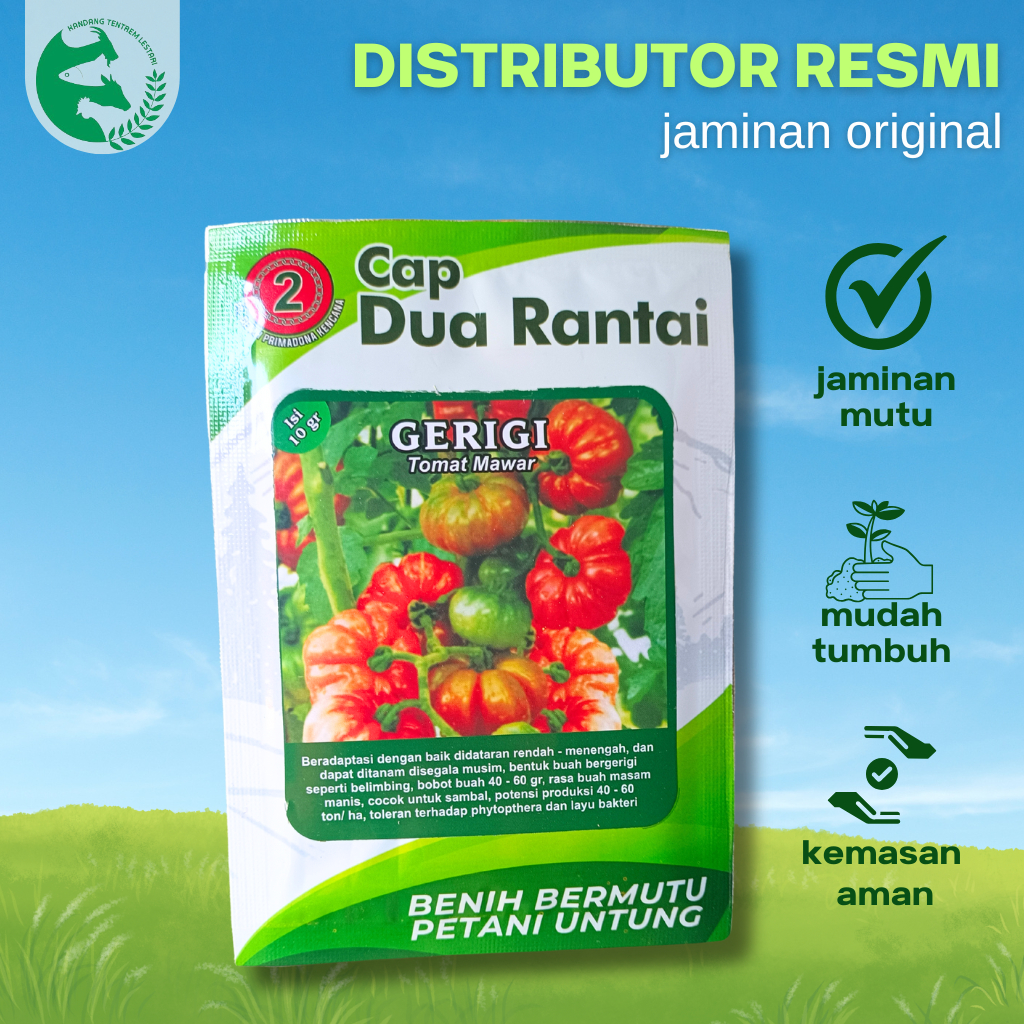 Jual Benih Tomat Mawar Gerigi 1250 Biji Kemasan Original Cap Dua Rantai ...