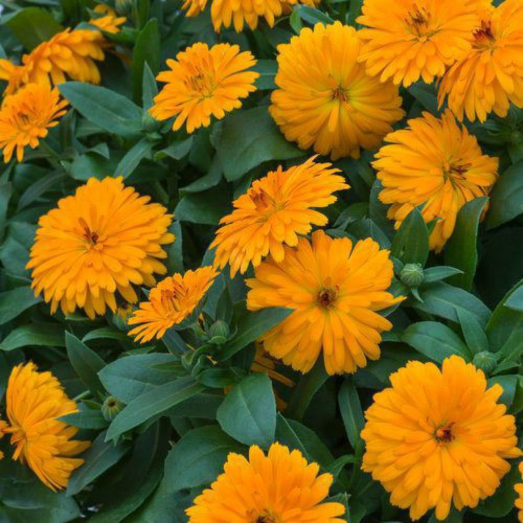 Jual BENIH/BIJI BUNGA ENGLISH MARIGOLD (50 BUTIR) | Shopee Indonesia