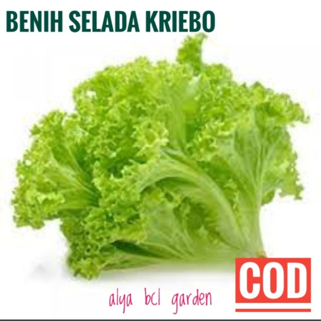 Jual BENIH BIJI SELADA HIJAU KRIEBO SUPER ISI 500 BIJI | Shopee Indonesia
