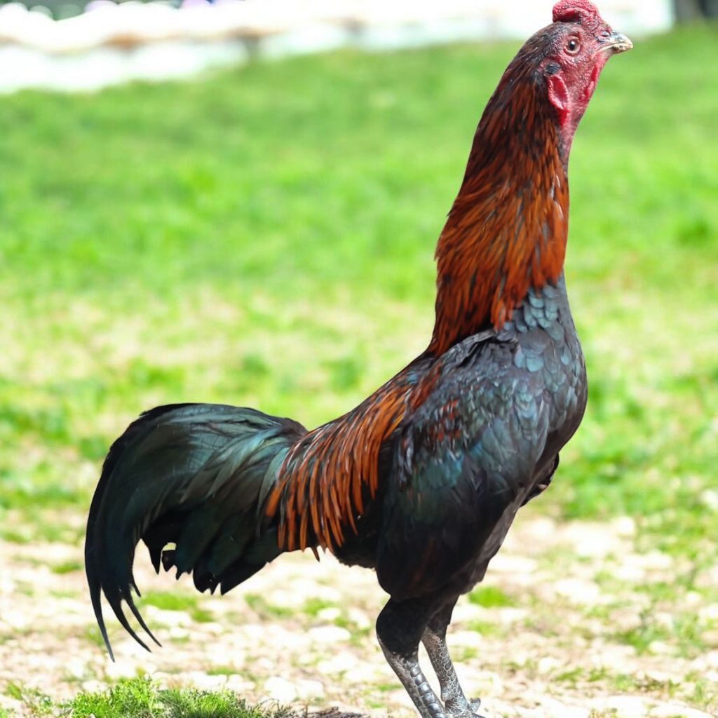 Jual Ayam Jago Kampung Asli Terlengkap & Harga Terbaru Juni 2026 ...