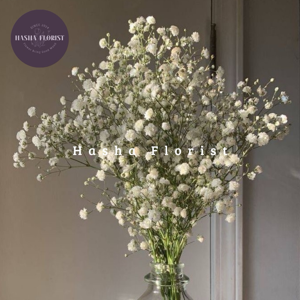 Jual Bunga Baby Breath / Gypsophila Fresh ECER 1 TANGKAI ( Bunga Potong ...