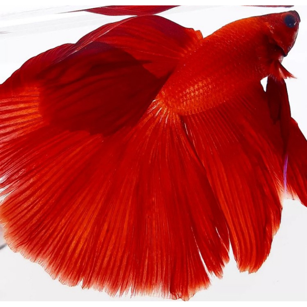 Jual halfmoon super red jumbo solit sepasang merah merona | Shopee ...
