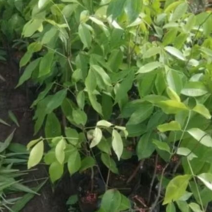 Jual bibit kayu merbau satu paket isi 2 pohon | Shopee Indonesia