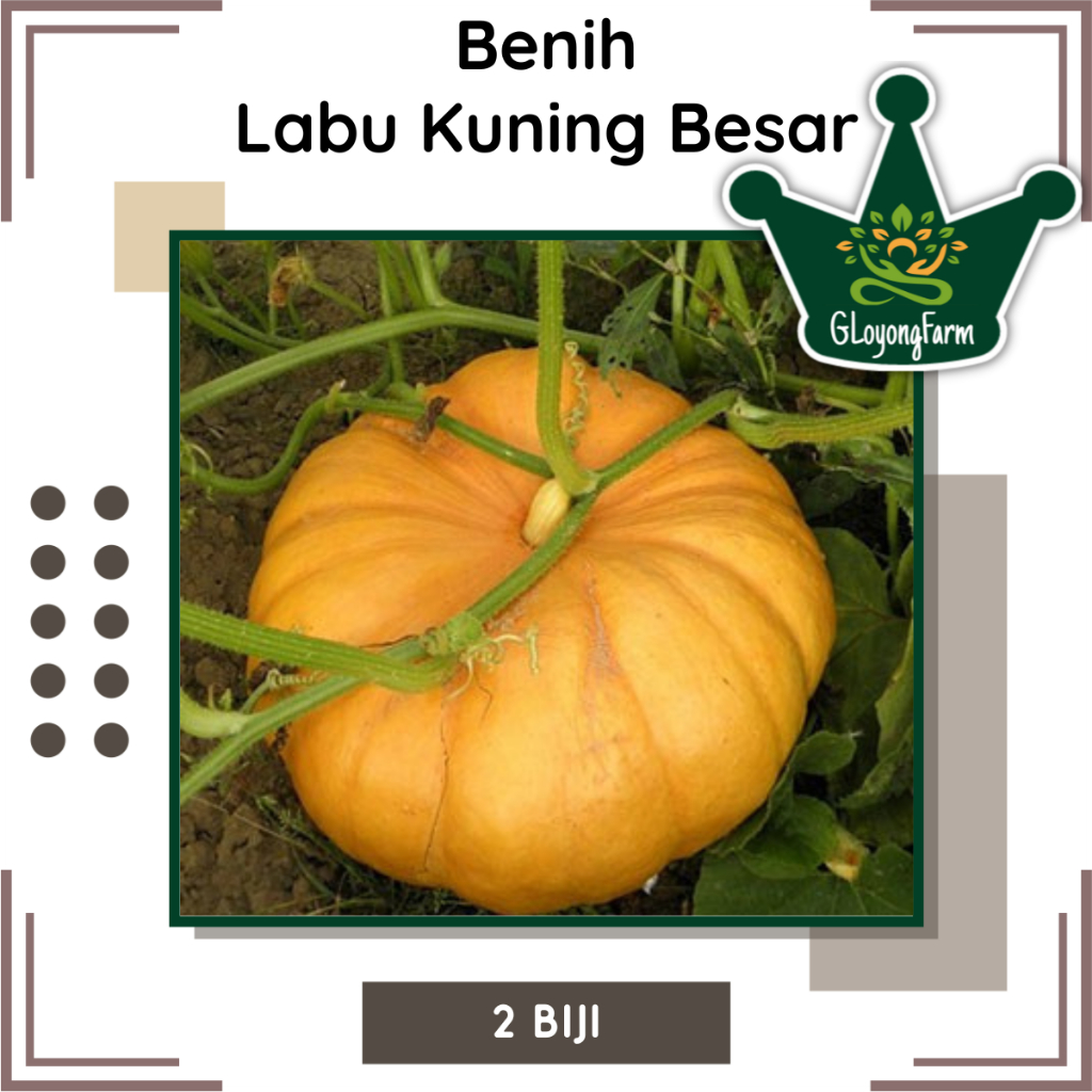Jual Benih Labu Kuning Besar gloyong farm - Bibit Buah | Shopee Indonesia