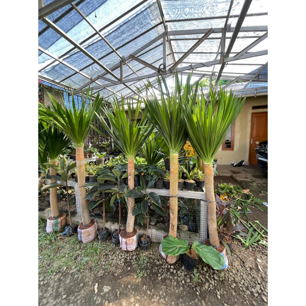 Jual Pohon Pandan Bali Tinggi 2 Meter Kualitas Terbaik, Pohon Hiasan ...