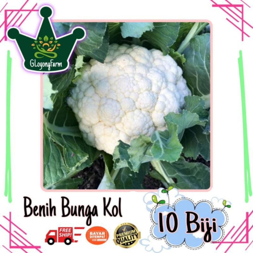 Jual Benih Bibit Bunga Kol Dataran Rendah - Tinggi Gloyong Farm ...