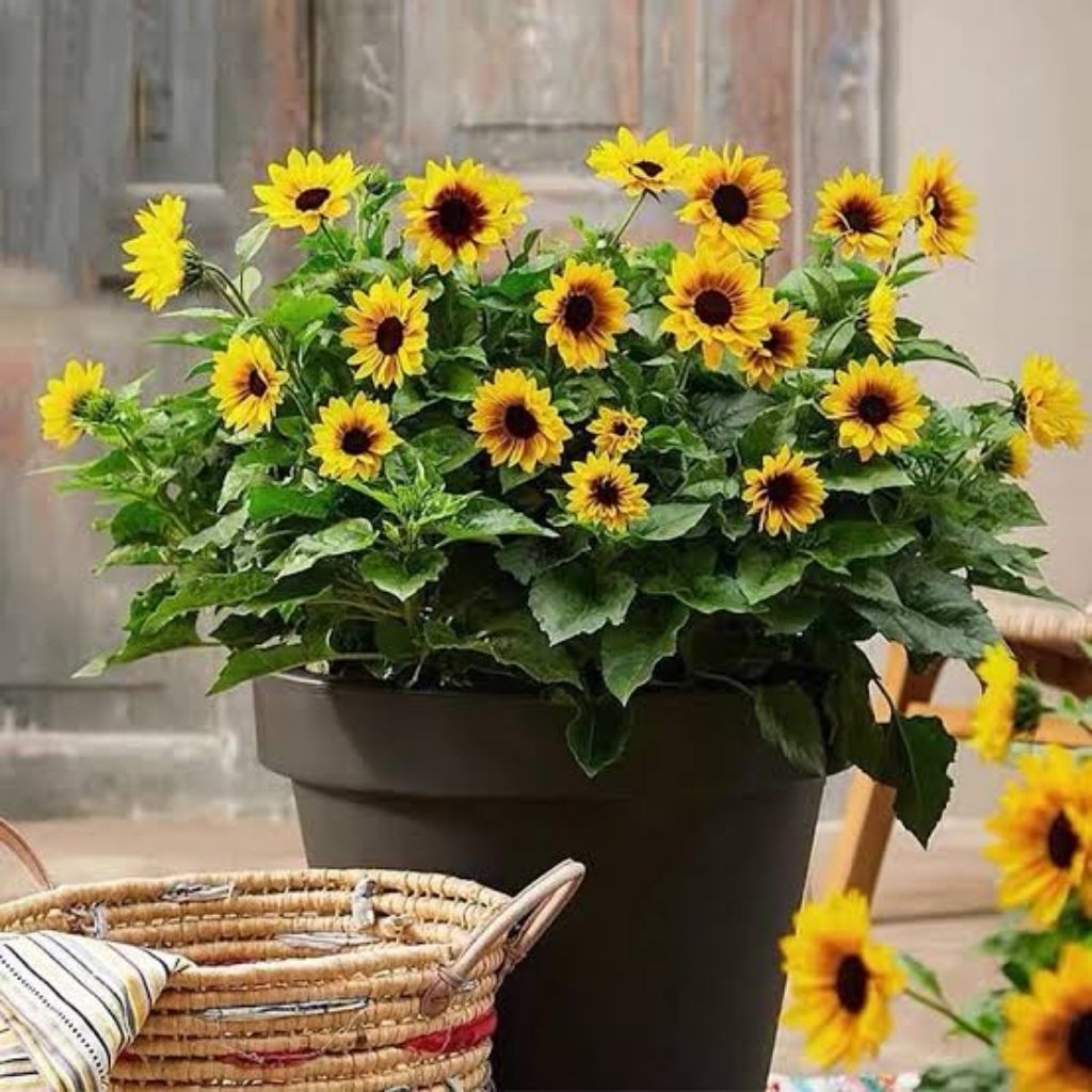 Jual SUNFLOWER BONSAI (isi-11) Benih Bibit Biji Bunga Matahari | Shopee ...