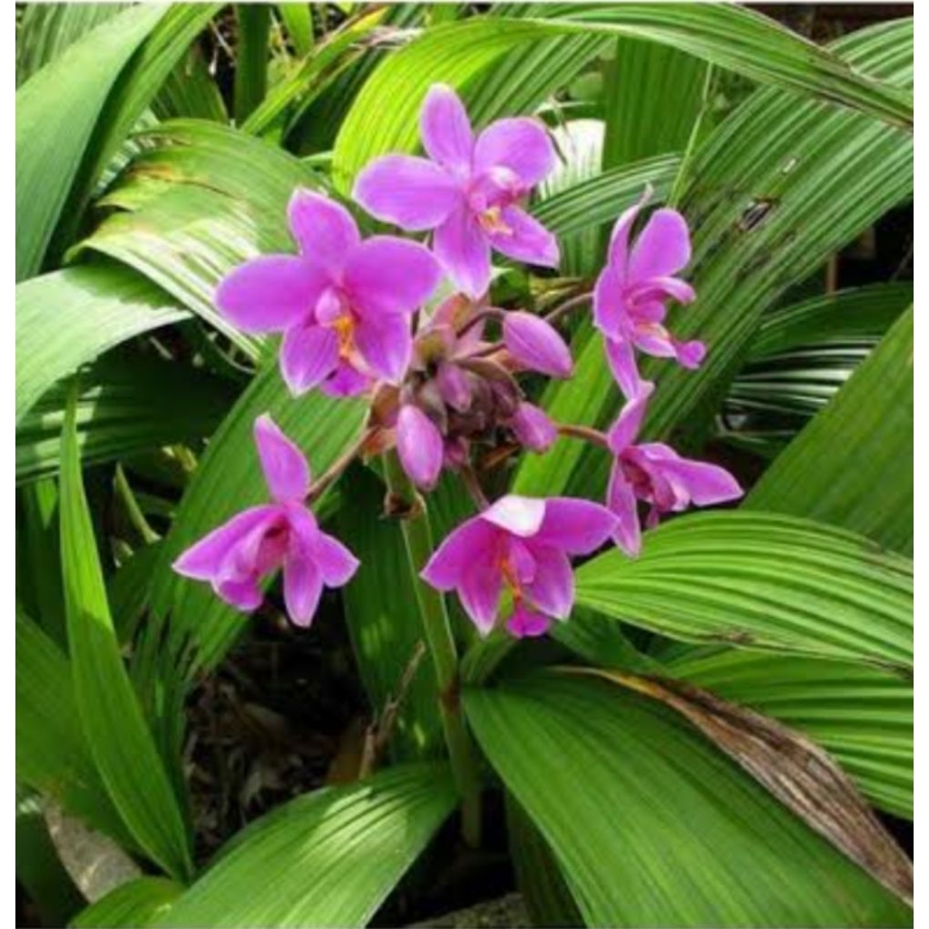 Jual tanaman anggrek tanah bunga ungu (spathoglottis plicata) | Shopee ...