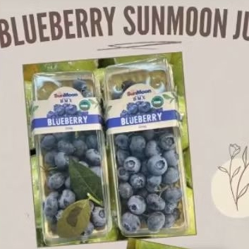 Jual Buah blueberry sunmoon jumbo bluberi import fresh pack | Shopee ...