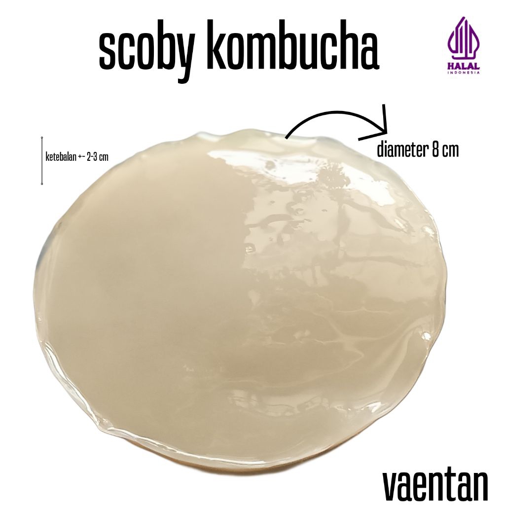 Jual Bibit SCOBY Kombucha Starter Culture / jamur Dipo | Shopee Indonesia