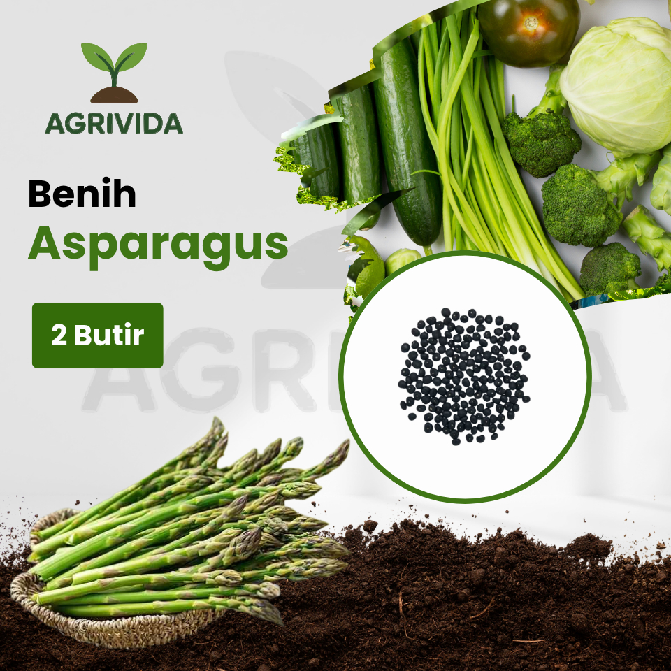 Jual Benih Asparagus Siap Tanam 2 Butir | Shopee Indonesia