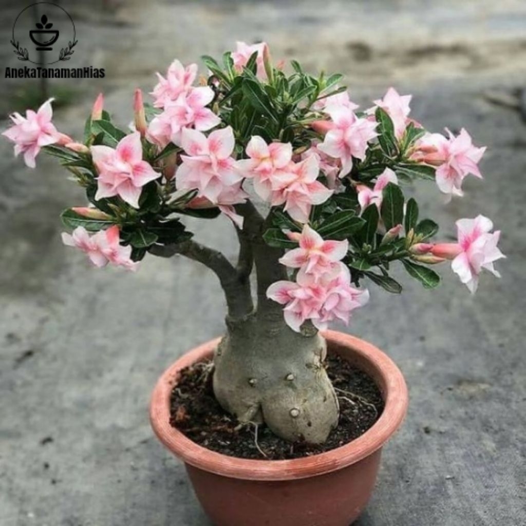 Jual Bisa Cod Termurah Tanaman Hias Adenium Kamboja Jepang Tumpuk