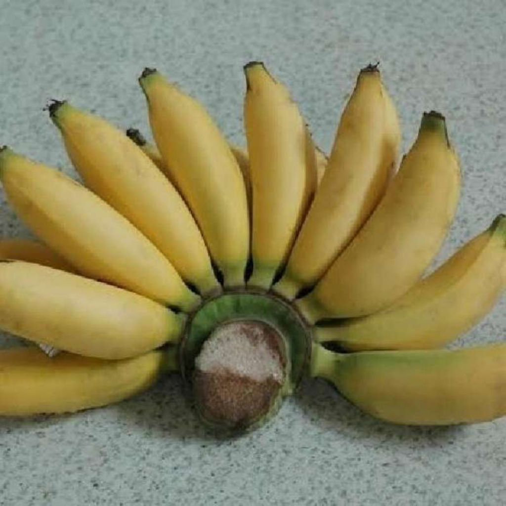 Jual pisang muli per 1 kg | Shopee Indonesia