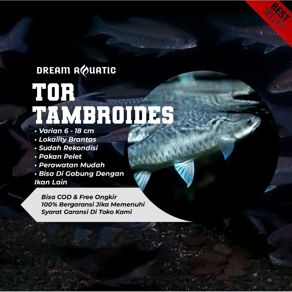 Jual JUAL BLUE MAHSEER TAMBROIDES HIASAN AQUARIUM/AQUASCAPE | Shopee ...